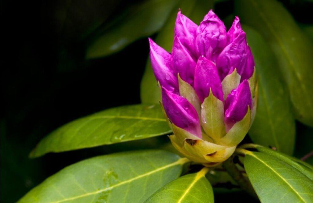 Instruments for financing action on invasive alien species in Finland ...