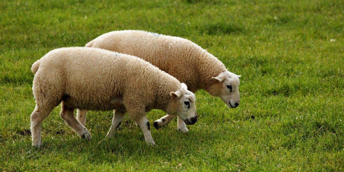 A greener CAP: still within reach? - IEEP AISBL