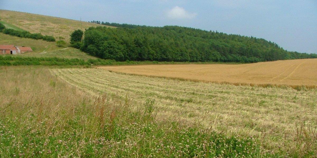 Maximising environmental benefits through Ecological Focus Areas - IEEP ...