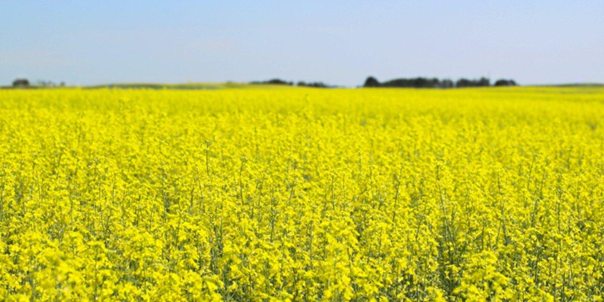 The Indirect Land Use Change Impact of the Use of Biofuels in the EU ...