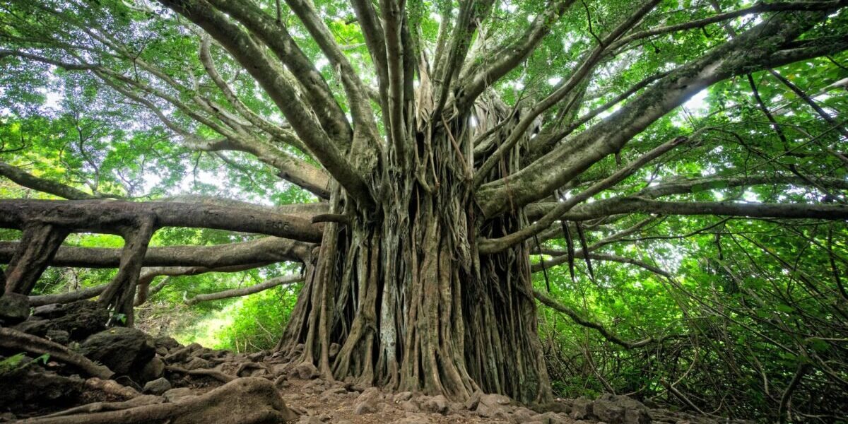 IEEP announces new members of the Board - IEEP AISBL