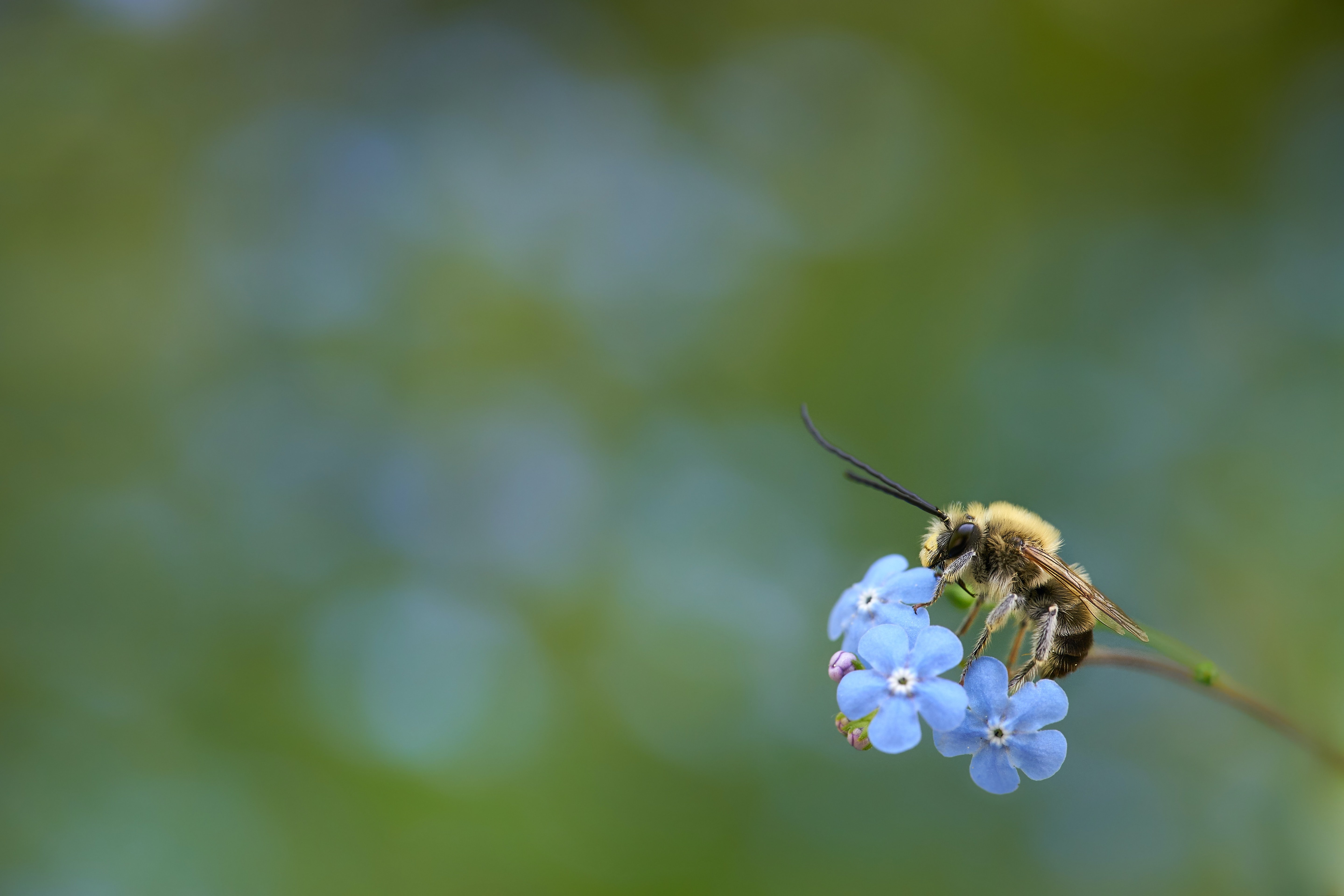 Reversing pollinator decline with monitoring and binding targets - IEEP ...