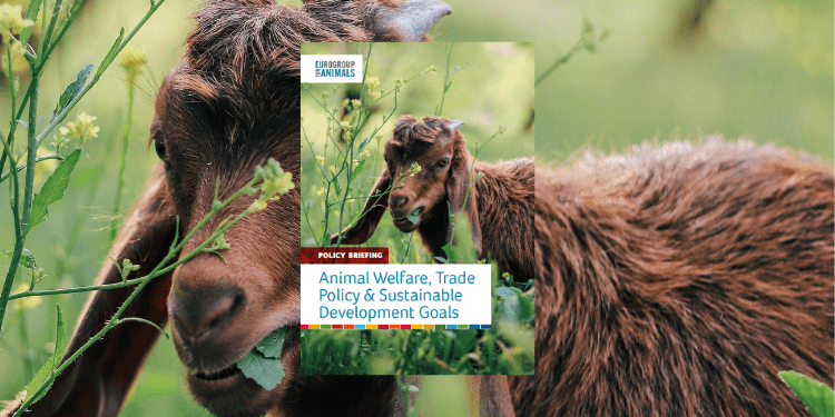 A deep dive into animal welfare, trade and the Sustainable Development ...